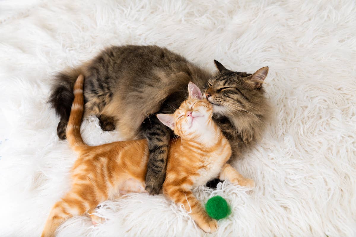 Older Cat Plays Foster Dad to Rescue Kitten and It's Just Too Sweet ...