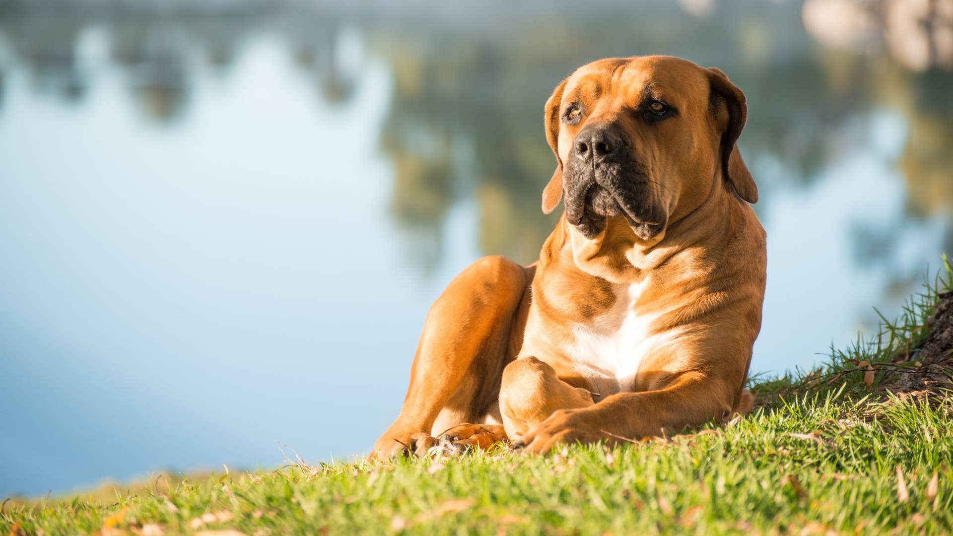 Boerboels, the South African Guardians: In-Depth Breed Guide - PetHelpful
