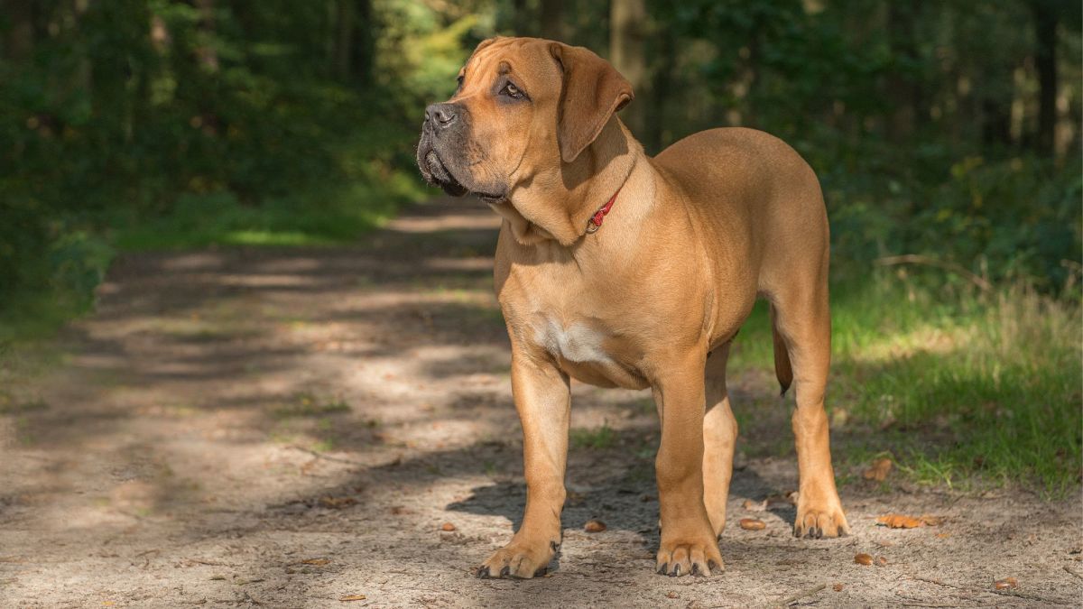 Boerboels, the South African Guardians: In-Depth Breed Guide - PetHelpful