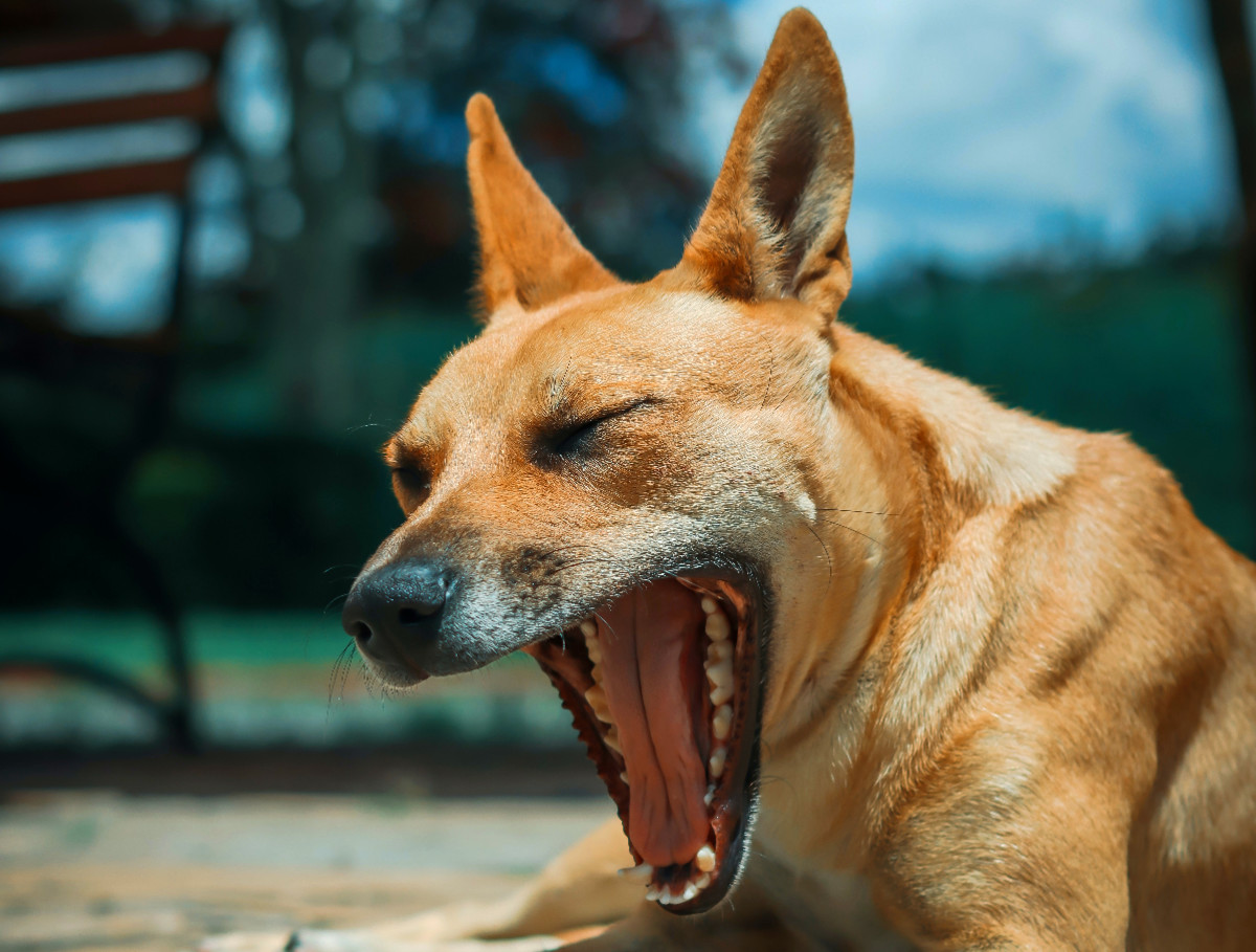 Why Is My Dog No Longer Doing Well on Steroids for Myositis? - PetHelpful