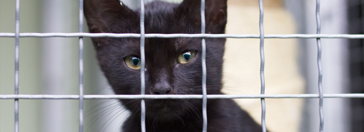 Black Cat Magic: 5 Enchanting Facts to Celebrate Black Cat Appreciation ...