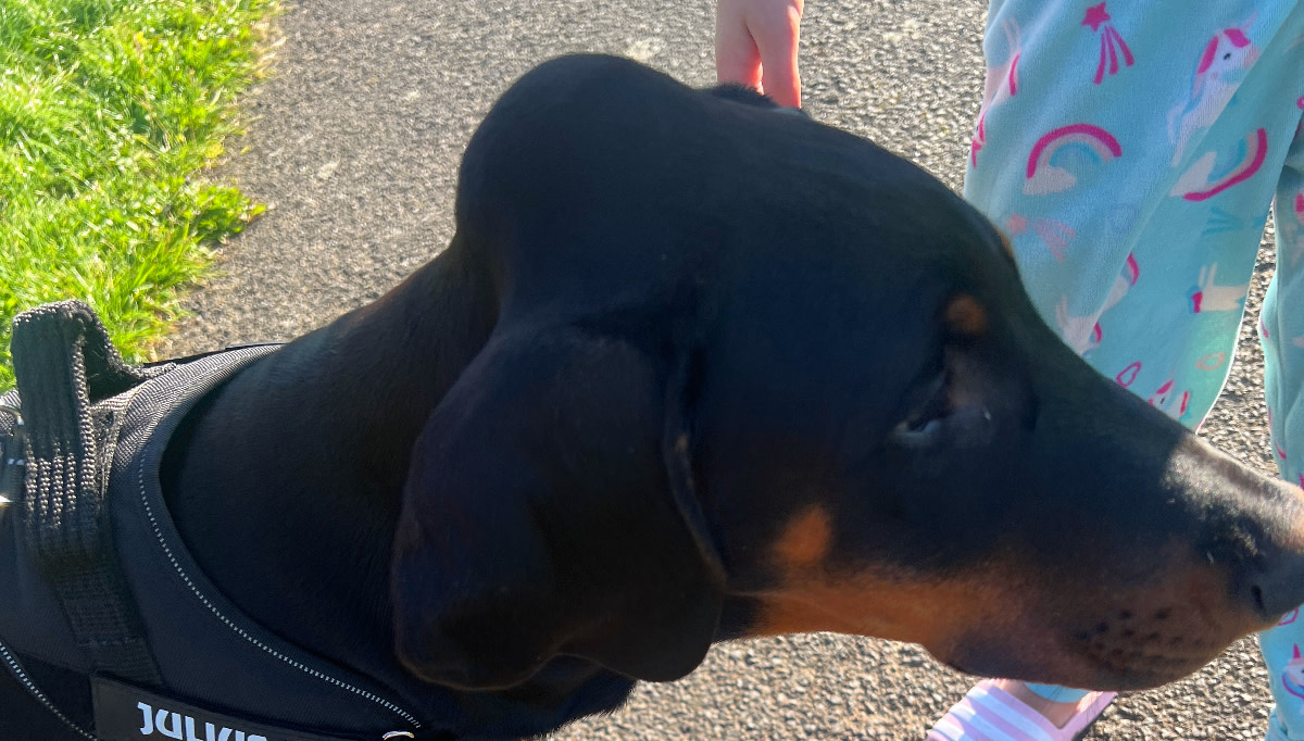 What Is This Swelling on the Top of My Dogs Head? - PetHelpful