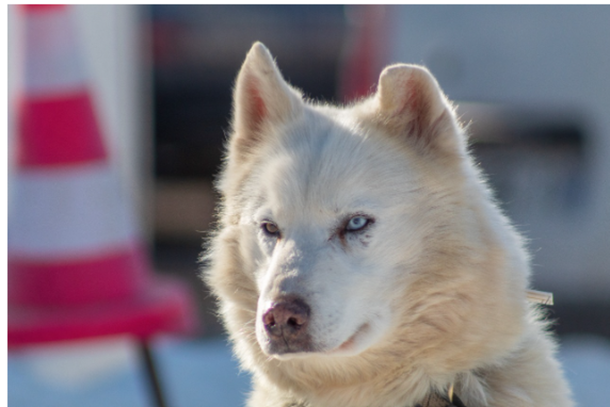 The White Siberian Husky: Genetics, Breed Traits, and More - PetHelpful