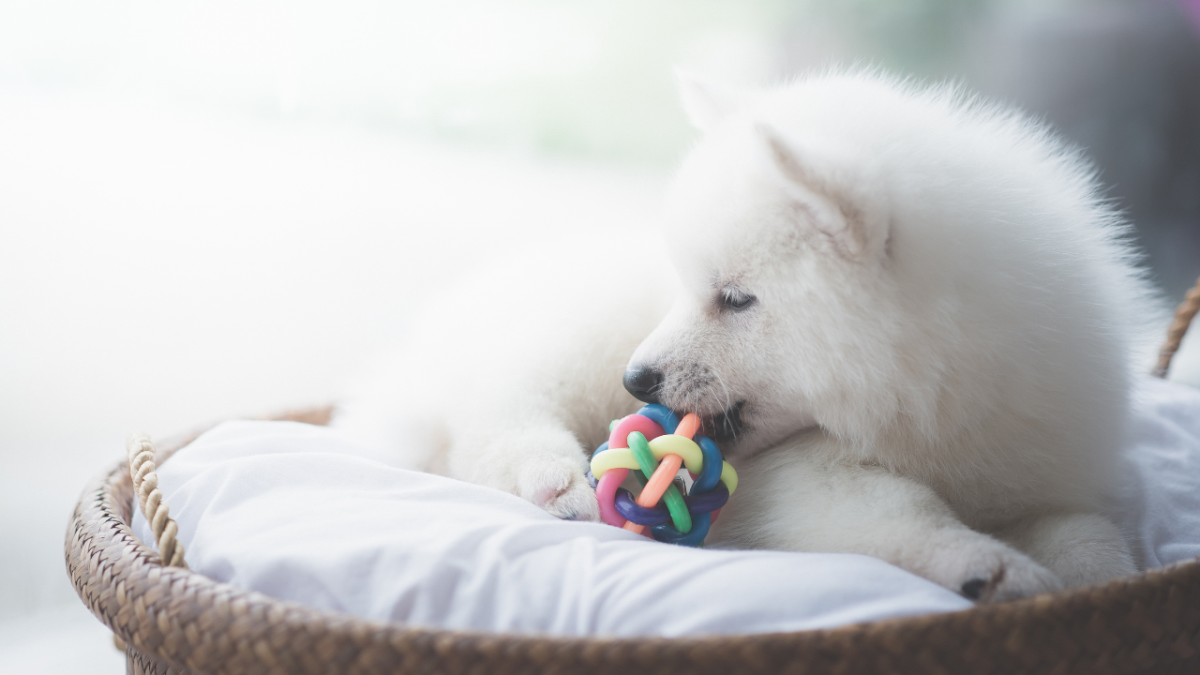 The White Siberian Husky: Genetics, Breed Traits, and More - PetHelpful