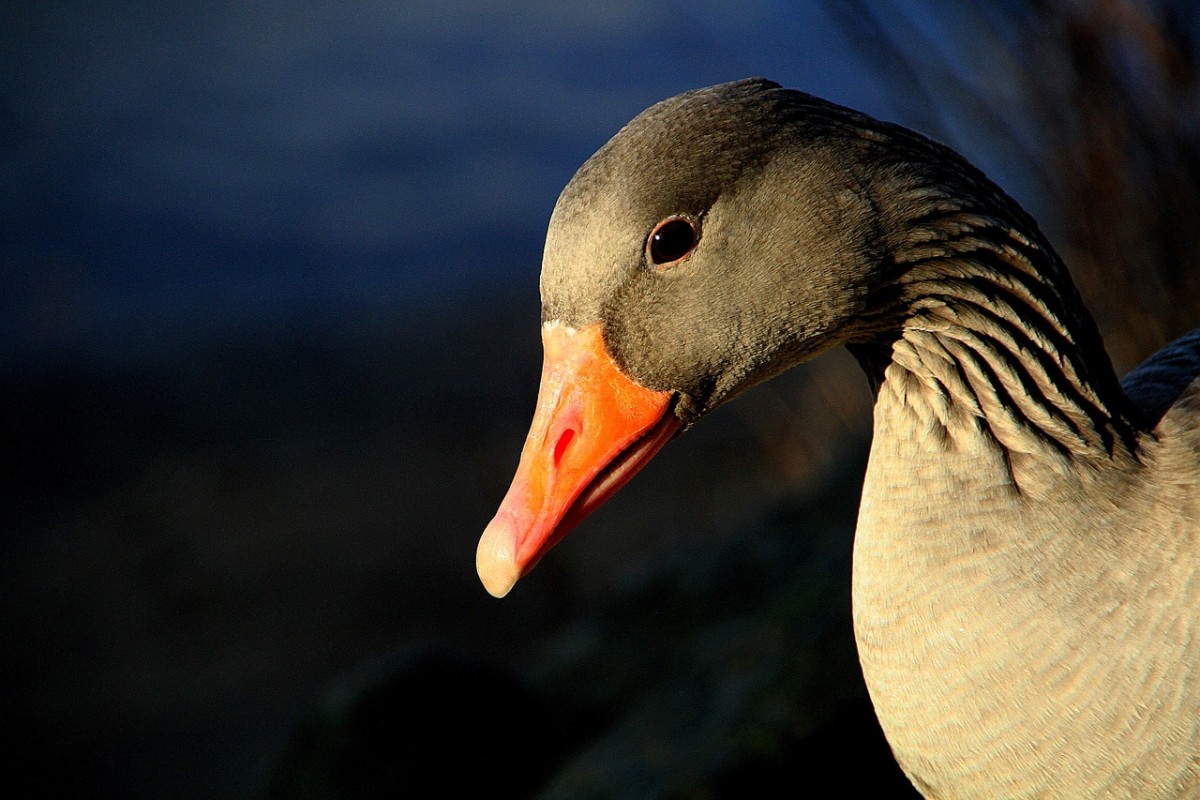 Why Is My Goose Depressed and Front-Heavy? - PetHelpful