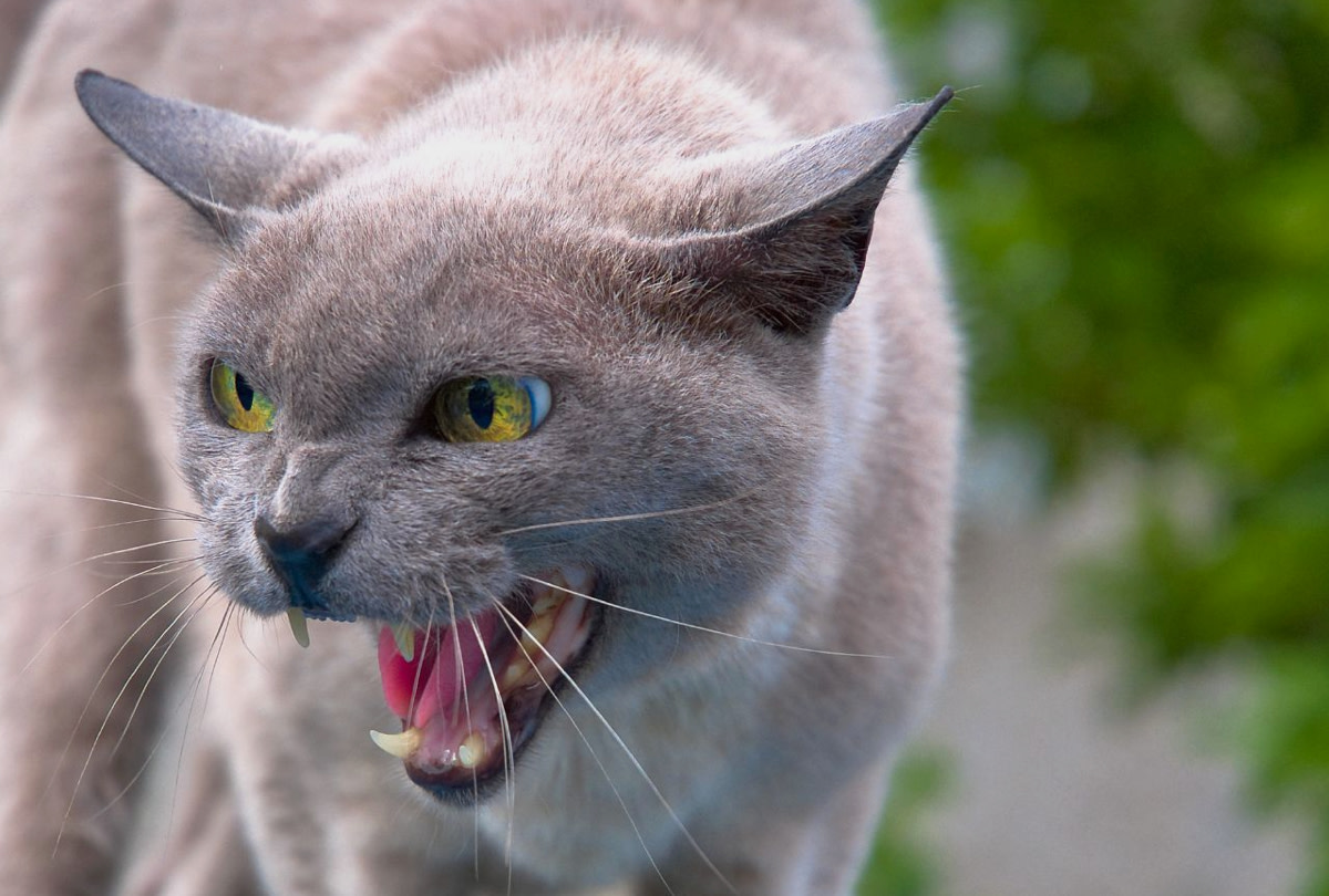 When Is It Time to Rehome My Aggressive Cat? - PetHelpful