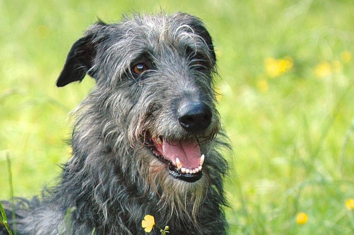 Exploring the Scottish Deerhound: History, Characteristics, and Care ...