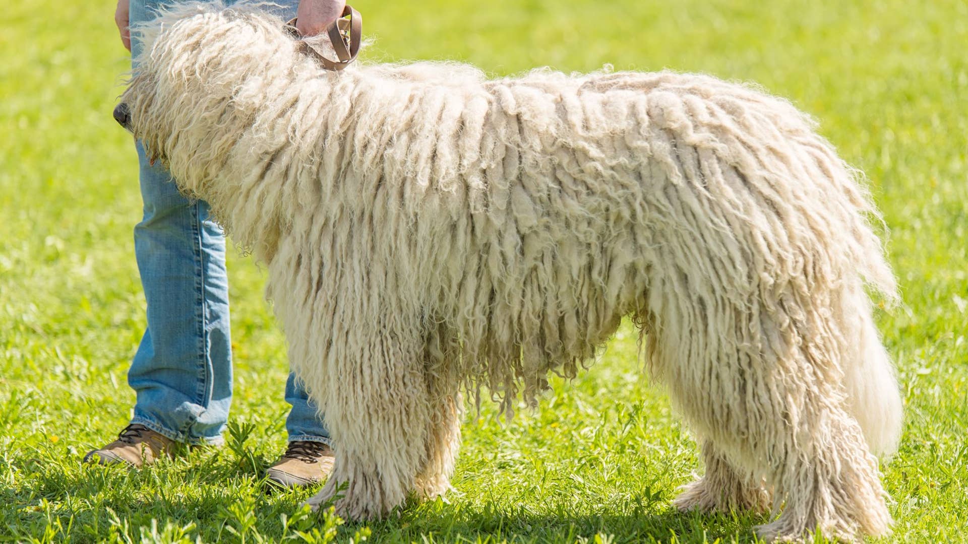 Exploring the Komondor: Ultimate Guide to Hungary's Iconic Livestock ...