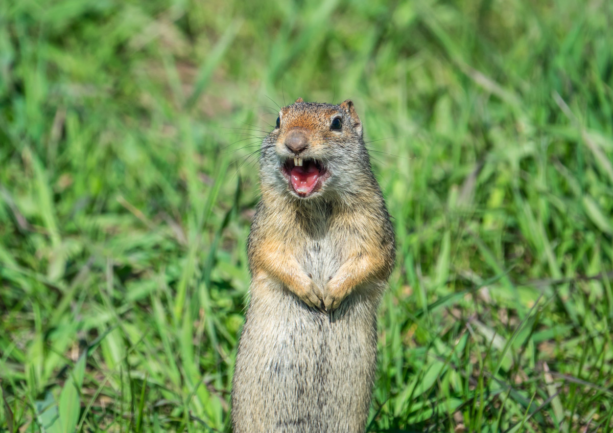 Funny Video Shows How Different Animals Scream and It’s Fascinating ...