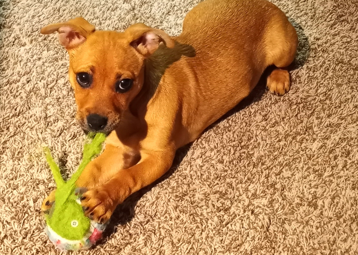 Can a Toy Be Toxic and Cause Resource Guarding? - PetHelpful