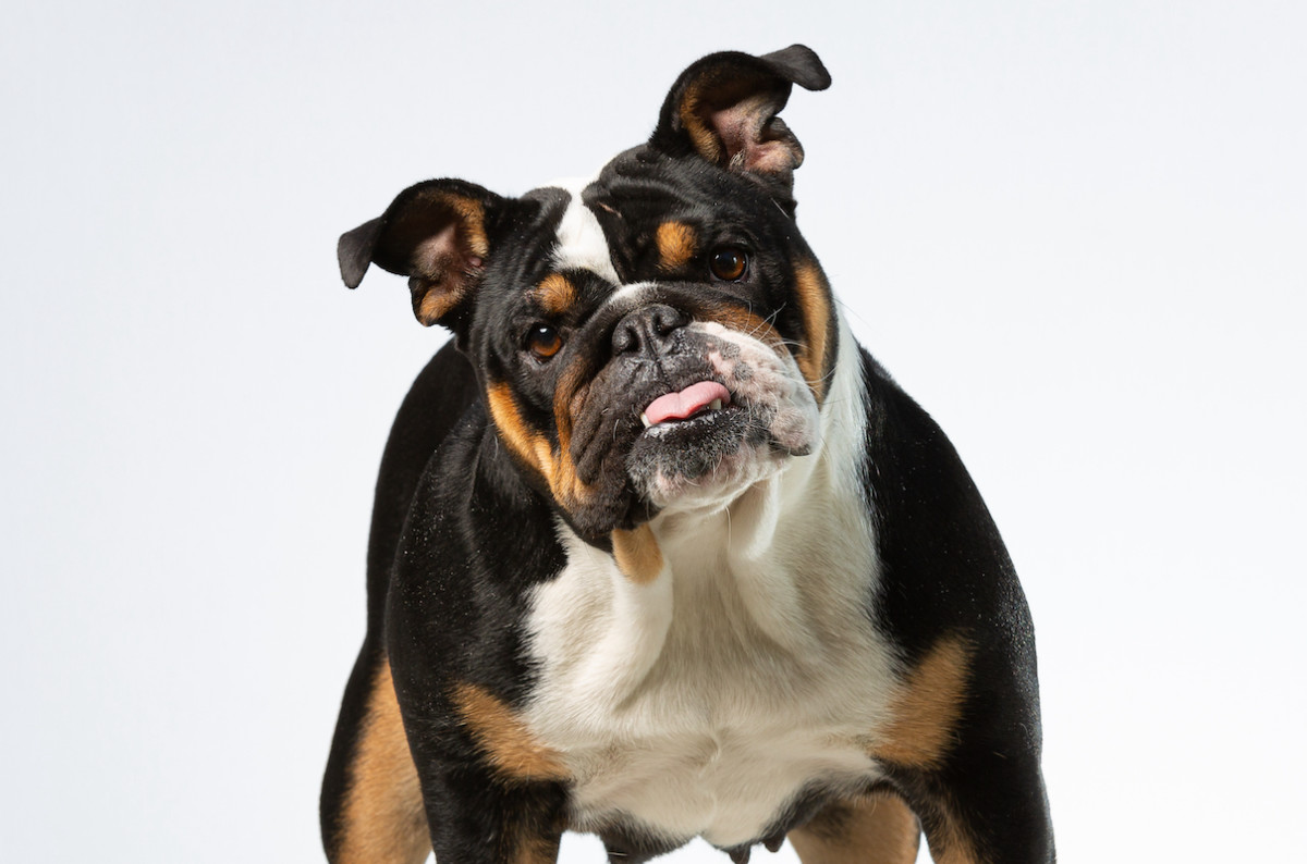 Dog Day Care Shows Off Their Pups Who Have Human Names in Precious ...