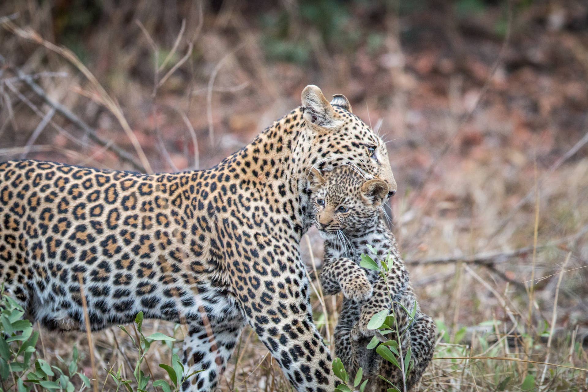 Mama Cuddling With Her Leopard Cubs Is Brightening Everyone’s Day ...