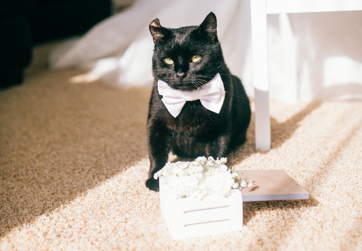 Moment Two Cats 'Get Married' After a Long-Distance Relationship Is Too ...