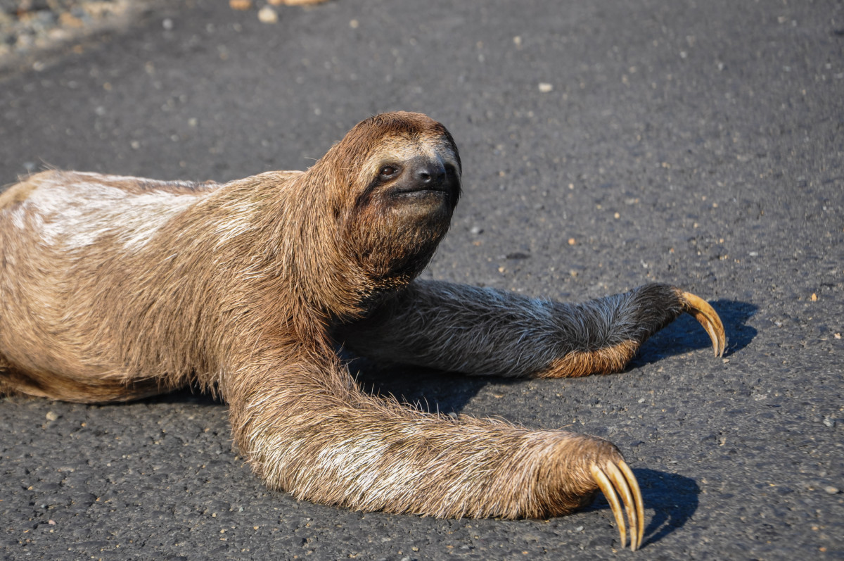 Man Gently Relocating a Sloth From the Road Gives ‘Titanic’ Vibes ...