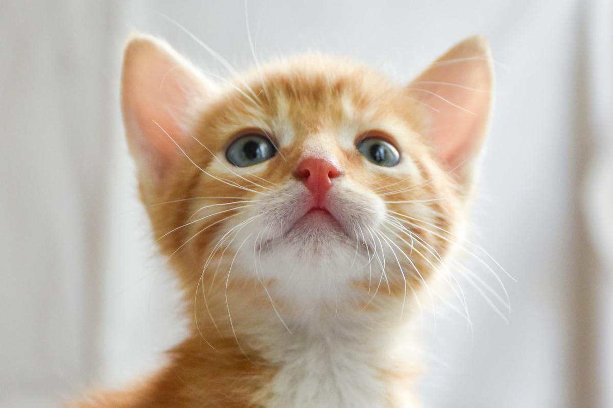 Rescue Kitten 'Demanding Pets' From Shelter Volunteers Is Stealing ...