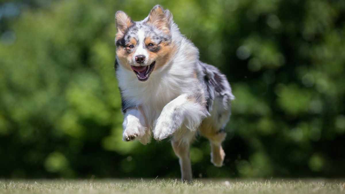 Australian Shepherds: Medium-Sized Dogs With Big Personalities - PetHelpful