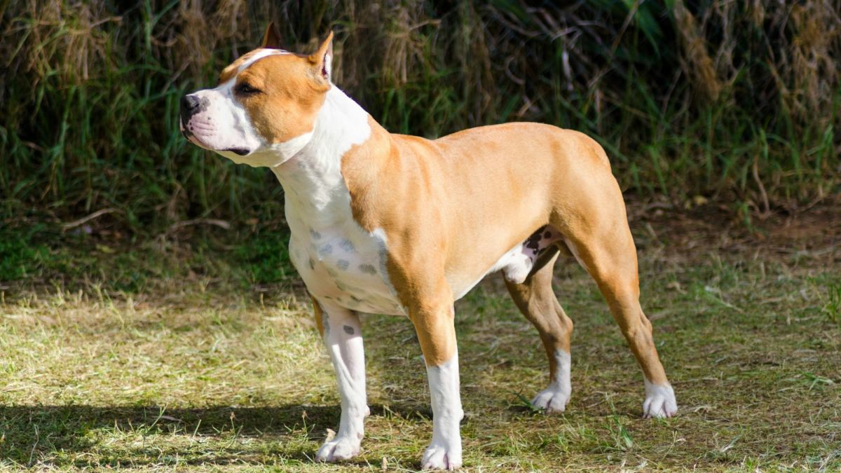 The American Staffordshire Terrier: Exploring Their Origins ...