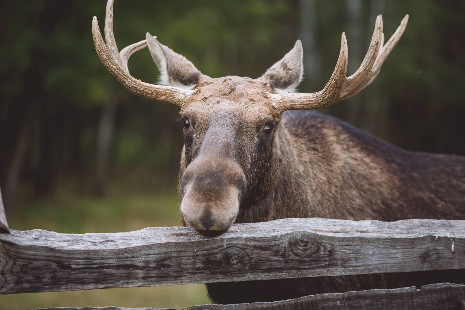 Moose’s Joy Over a Yard Sprinkler Proves It’s the Little Things ...