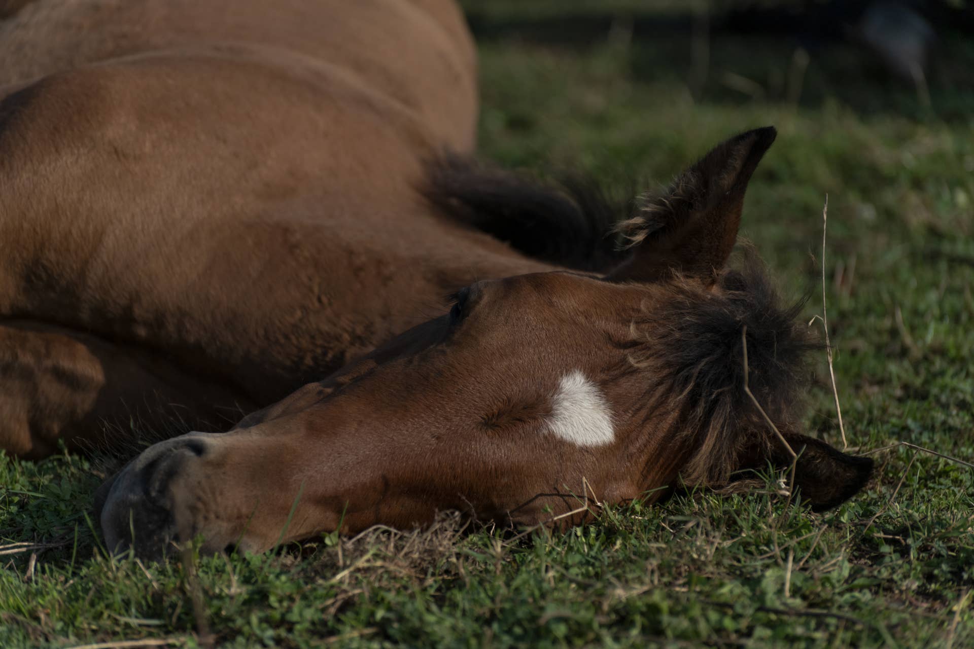Tired Horse Hilariously ‘Plays Possum’ When Mom Calls His Name - PetHelpful