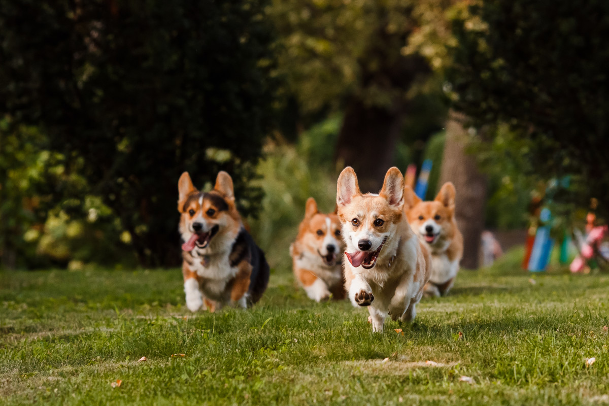 Adorable Corgi Dog Race in Minnesota Is So Full of Sweetness - PetHelpful