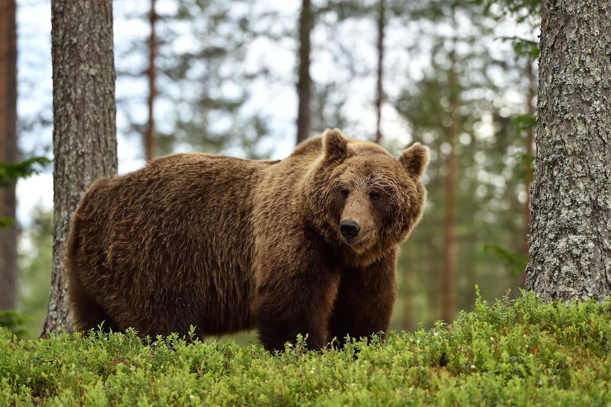 Alaska's 'Fat Bear Week' 2023 Is Just As Much Fun As It Sounds - PetHelpful Alaska's 'Fat Bear Week' 2023 Is Just As Much Fun As It Sounds - PetHelpful