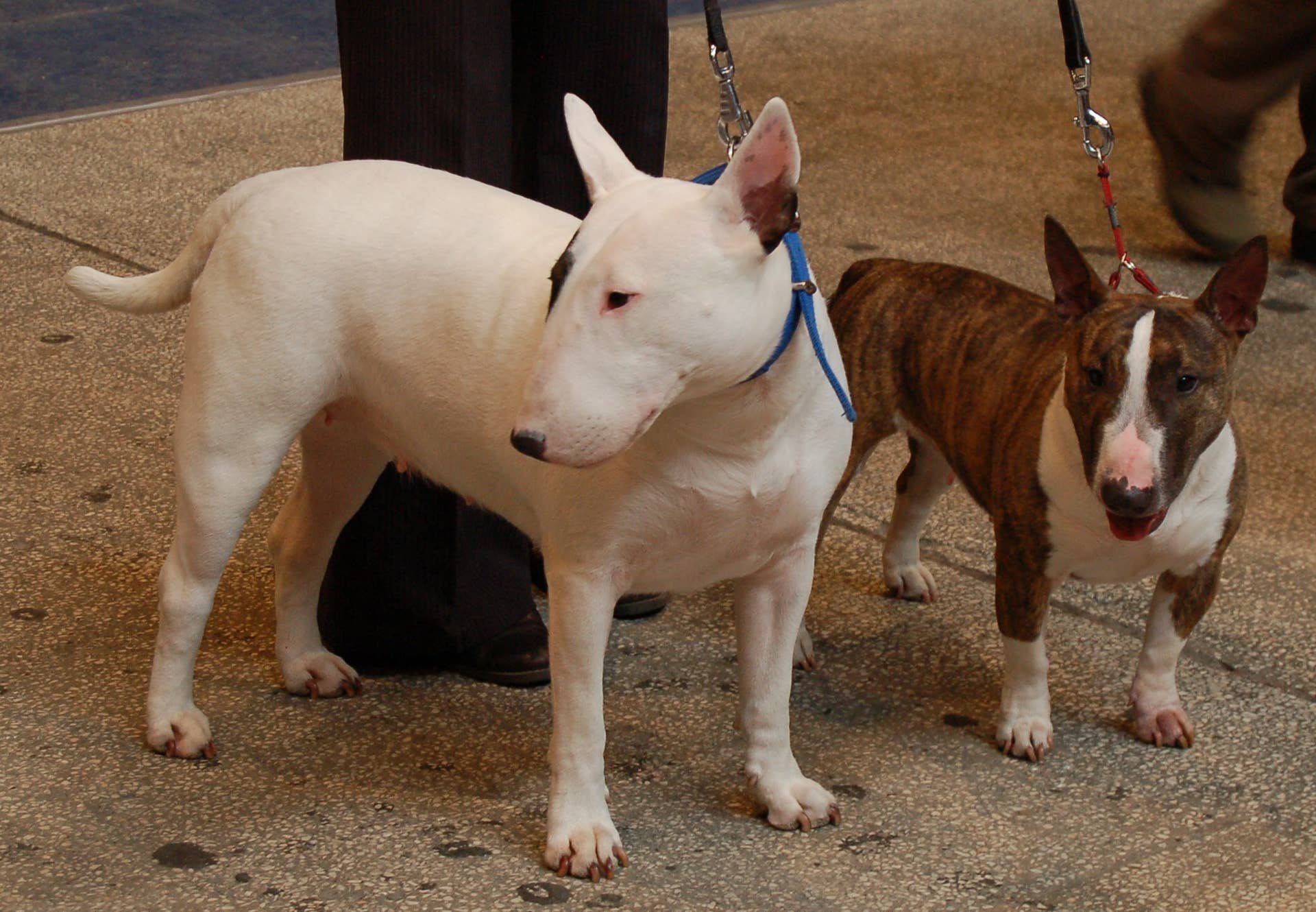 Bull Terriers: Loyal Companions With a Unique Personality - PetHelpful