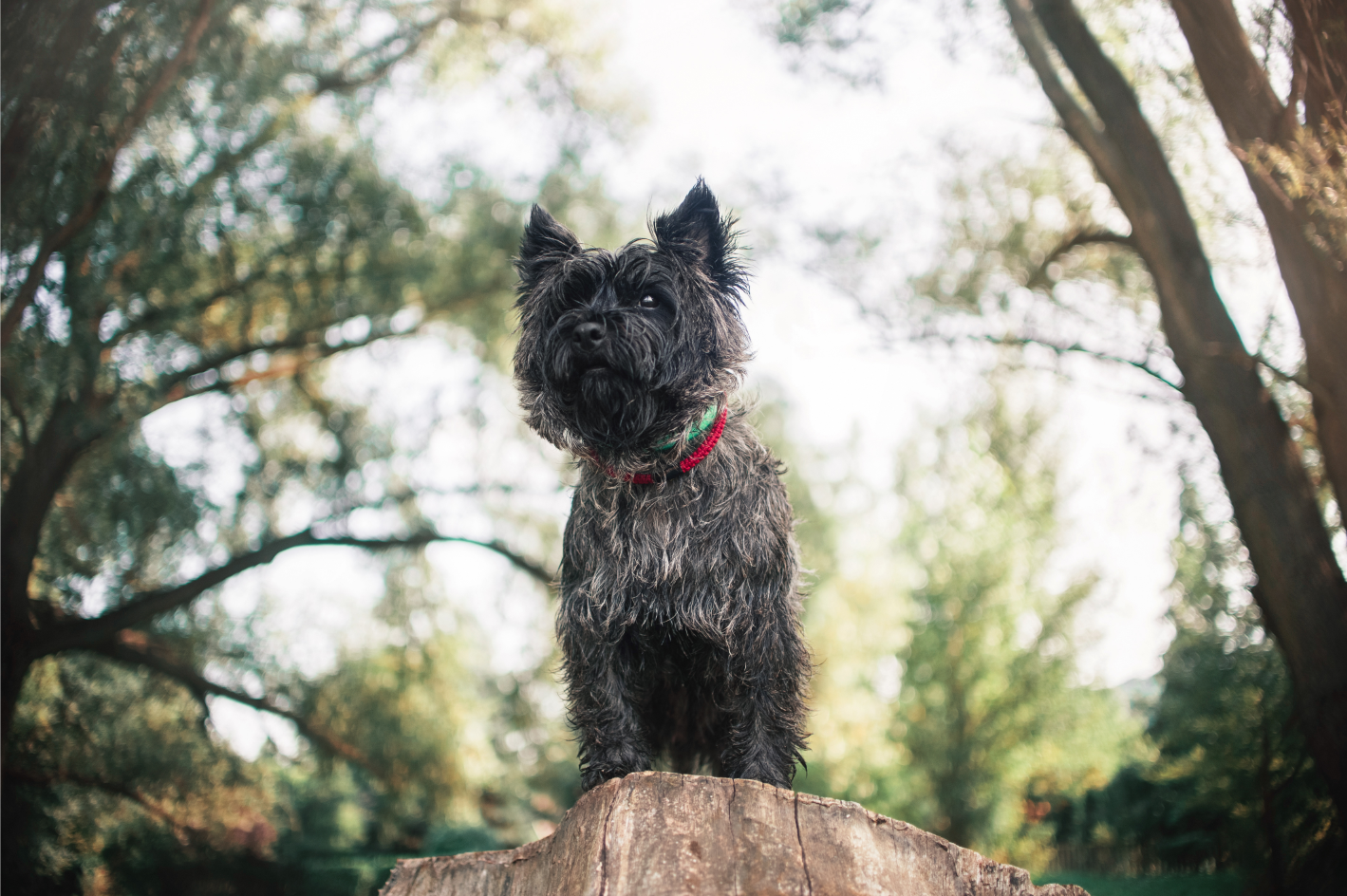 Cairn Terrier: A Comprehensive Guide to This Cheerful Breed - PetHelpful