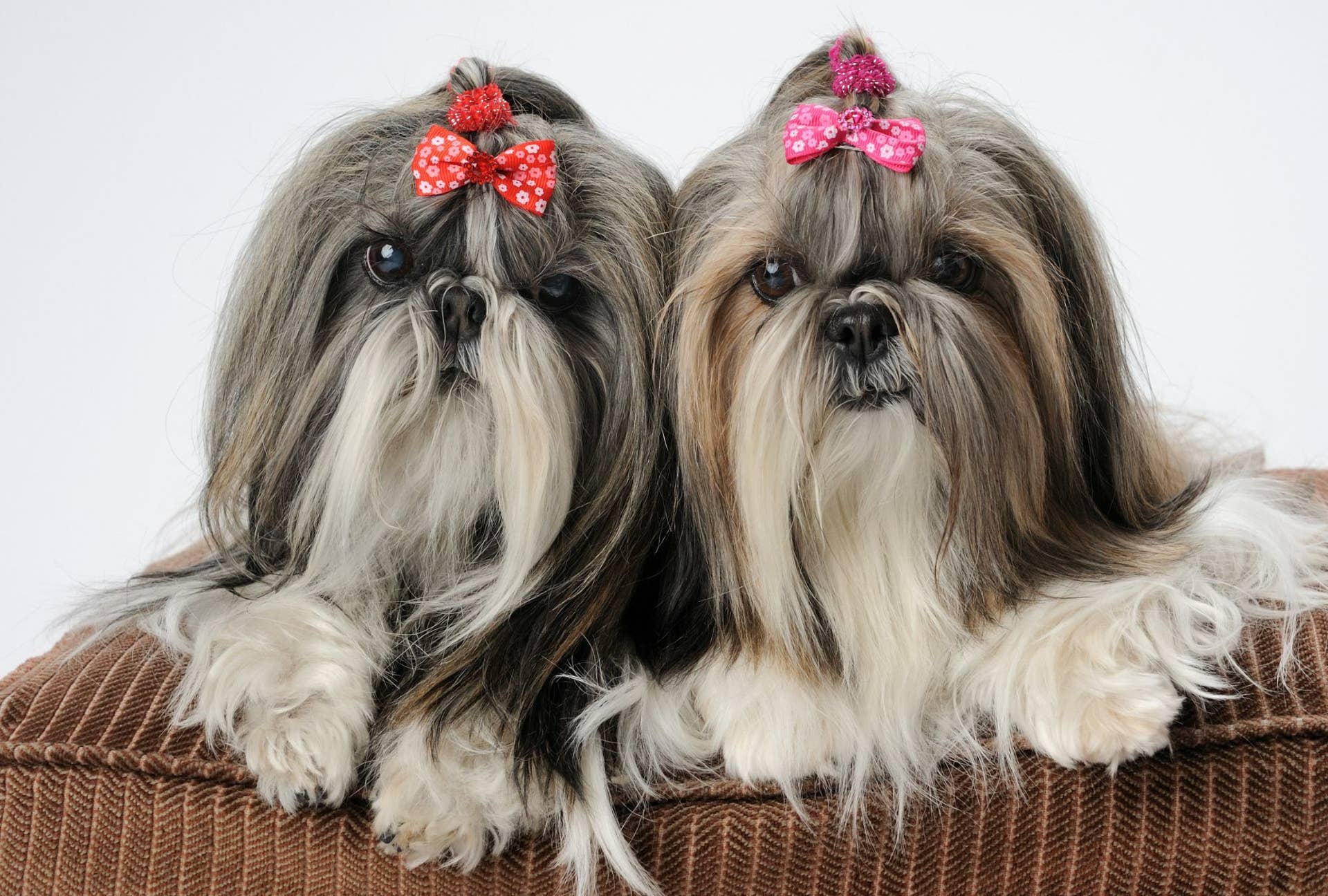 The Ultimate Guide to Shih Tzu Dogs: History, Care, and Training ...