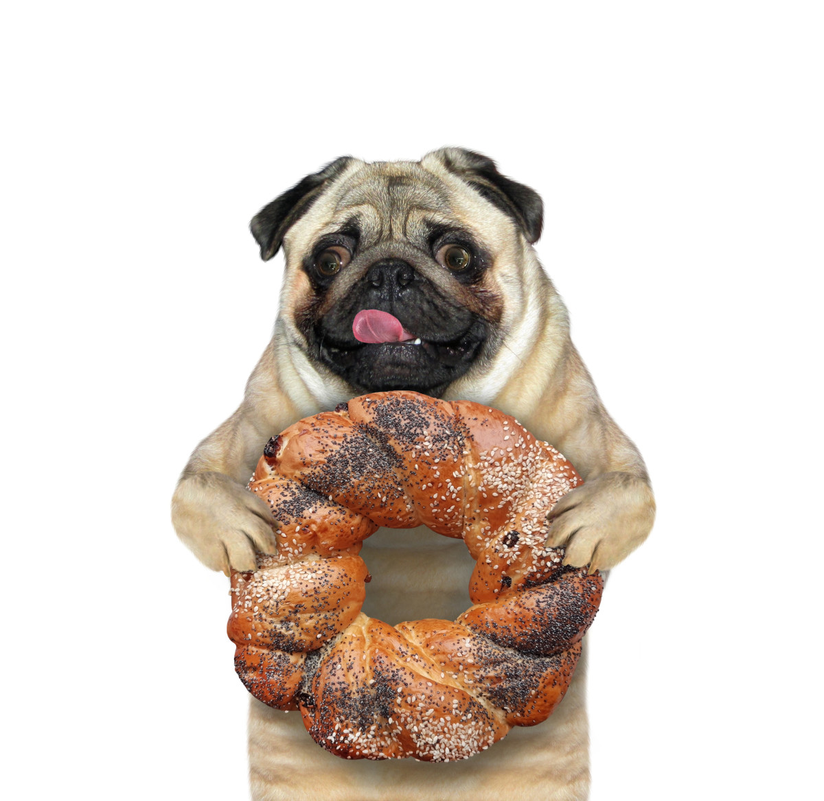 Pug ‘Loafing’ Like Her Favorite Breakfasts Is Way Too Cute - PetHelpful