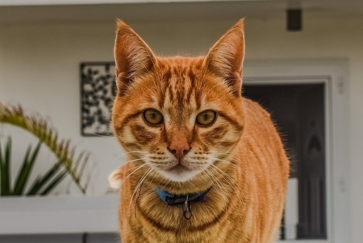 Orange Cat Zoomies at Rebecca Hart blog