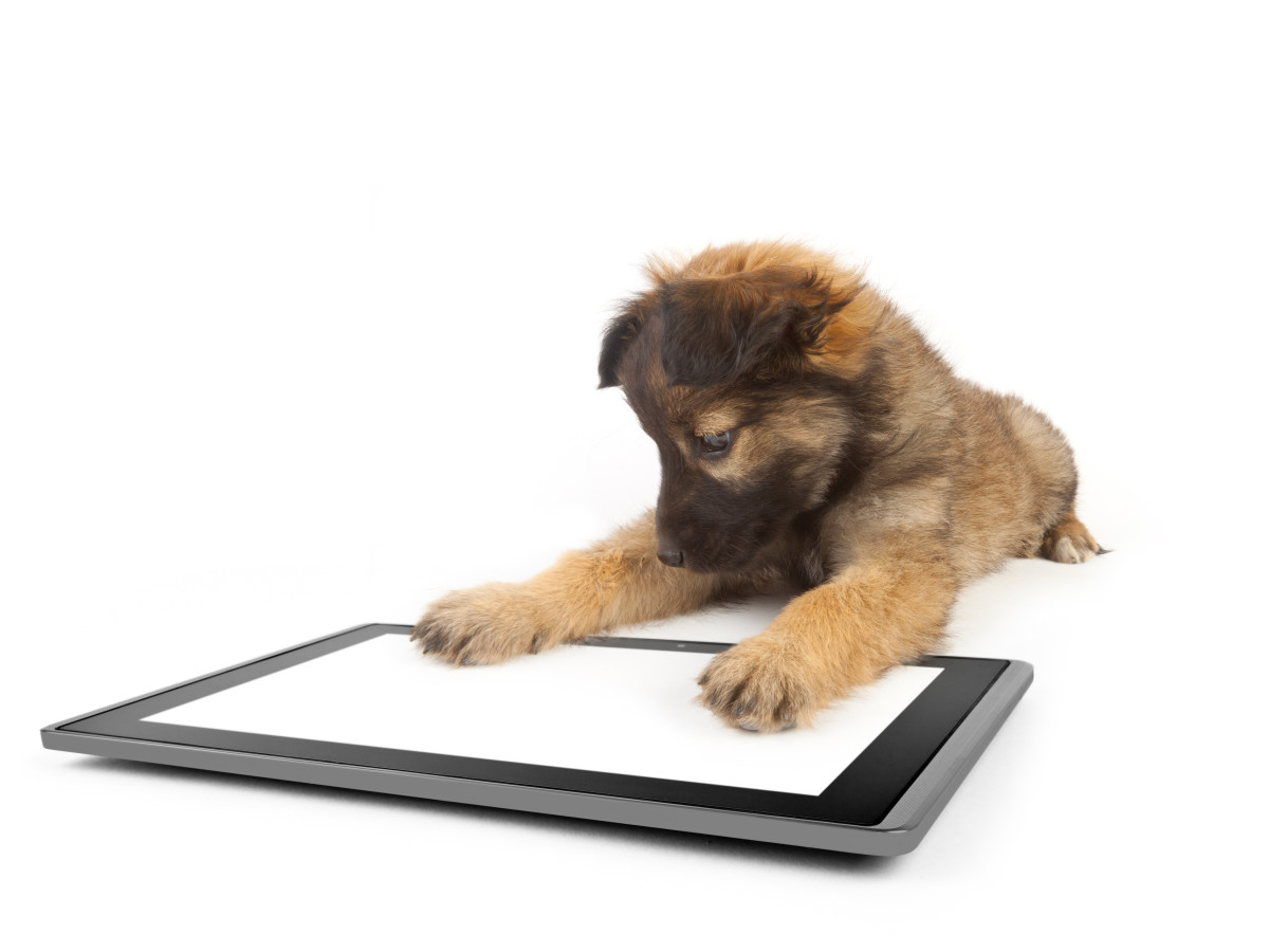 Dog’s Joy Over Playing on the iPad Is Making Everybody’s Day ...