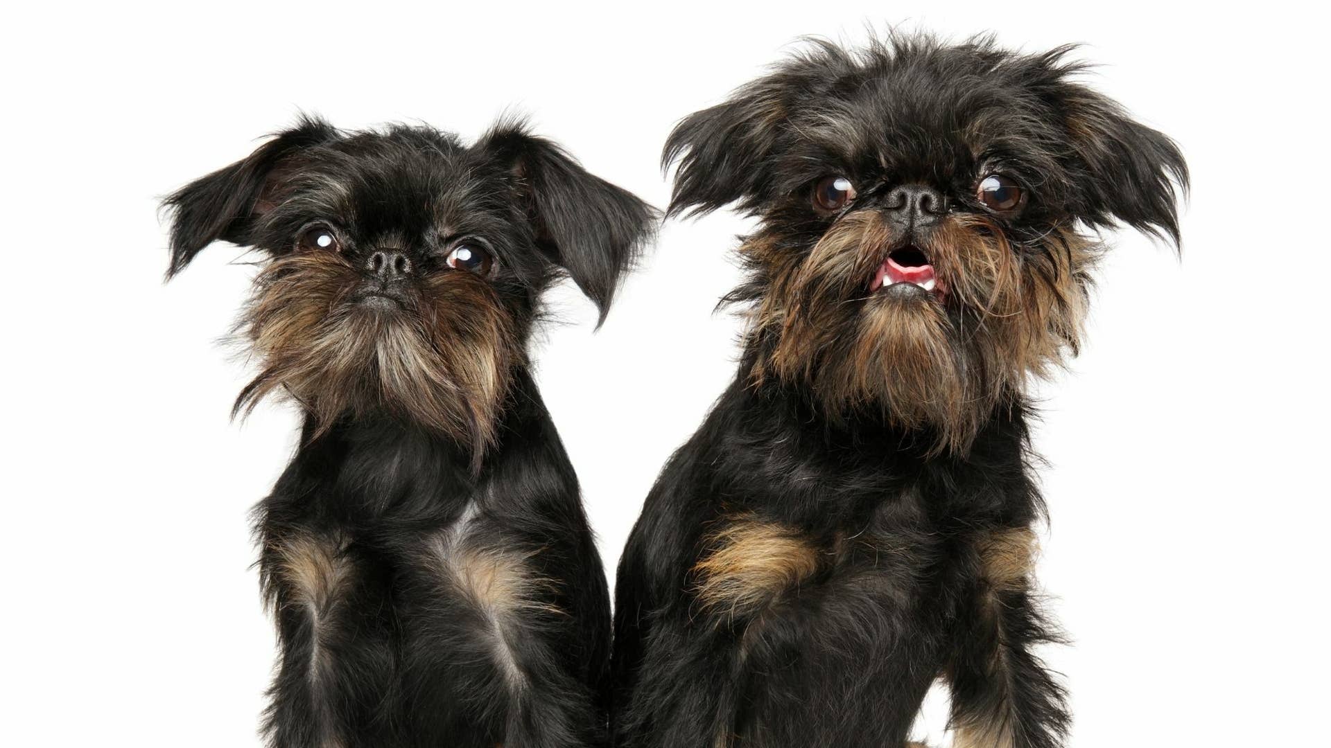 A Comprehensive Guide to Brussels Griffon: Characteristics, Care, and ...