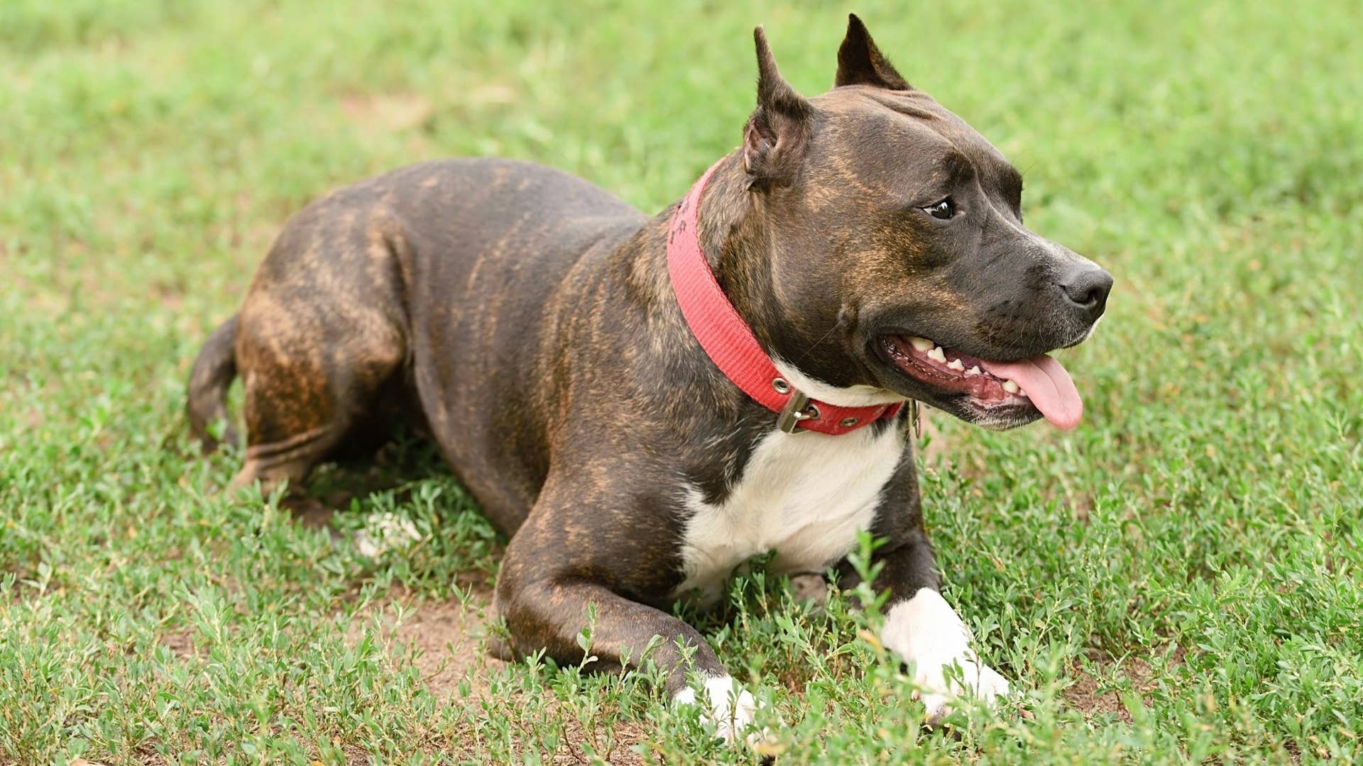 A Comprehensive Guide to the Staffordshire Bull Terrier: History, Care ...