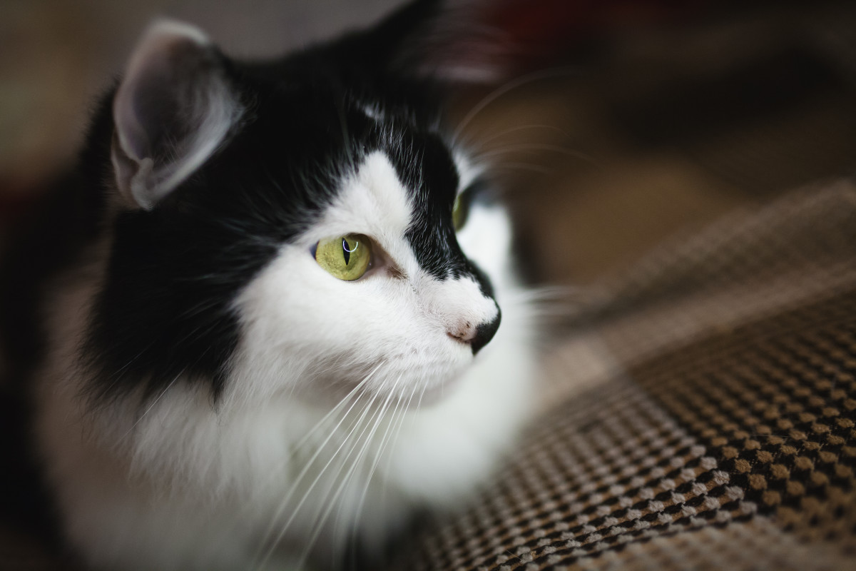 Dogs Seem to Sense Family Cat Is Getting Ready to Pass on in Incredible ...