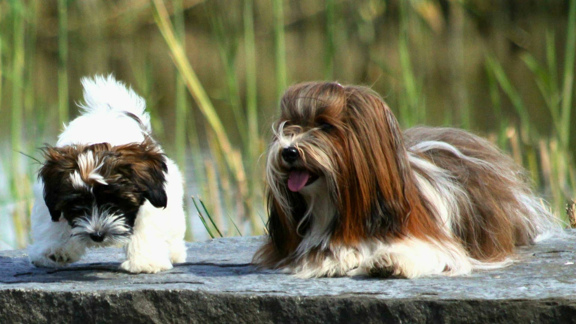 The Havanese: A Guide to This Lively and Loving Breed - PetHelpful