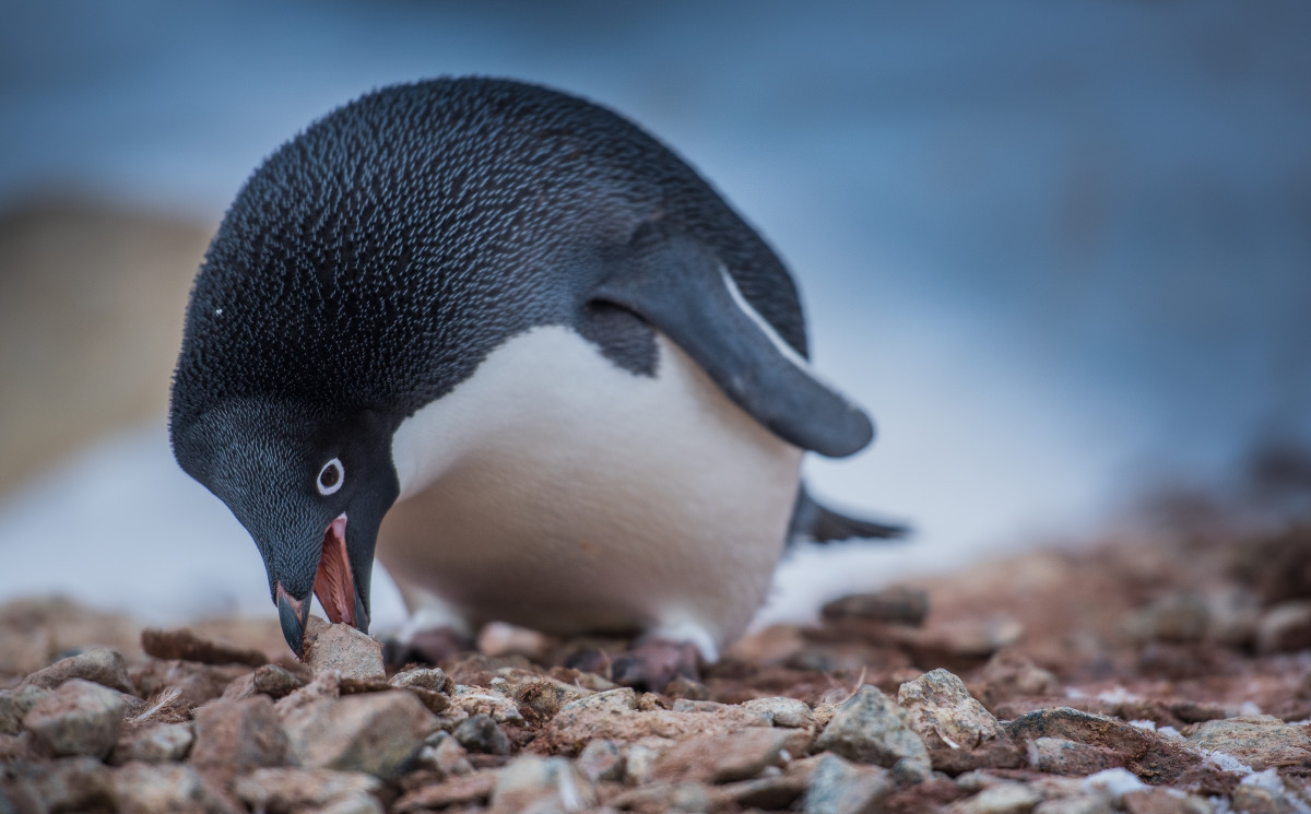 Funny Penguin at Aquarium of the Pacific Has the Best Reaction to ...