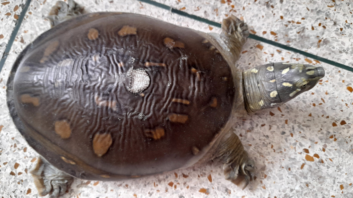 Why Does My Turtle Have a Wrinkled Shell? - PetHelpful