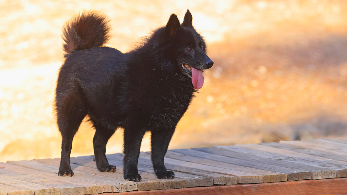 Meet the Schipperke: A Quick, Alert, and Self-Confident Dog Breed From ...