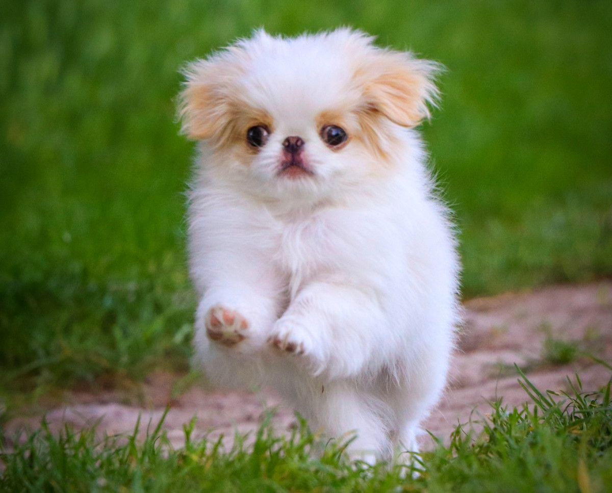 The Japanese Chin: Exploring the Traits of This Ancient and Noble Breed ...
