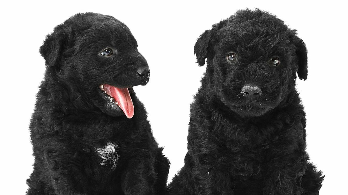 Unlocking the Charm of Pulis: A Comprehensive Guide to Care, Training ...