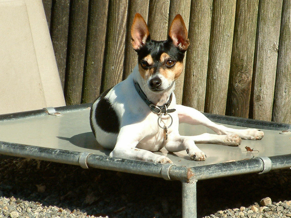 Rat Terrier 101: What You Need to Know About This Intelligent and ...