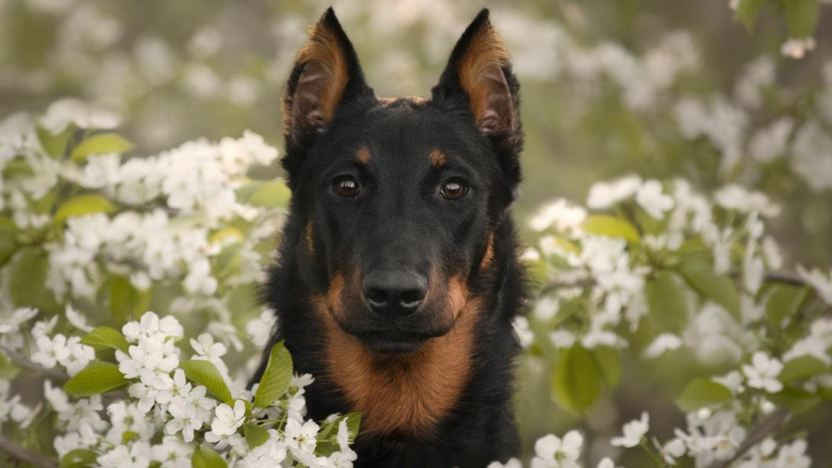 The Beauceron Dog Breed: History, Temperament, and Care Guide - PetHelpful