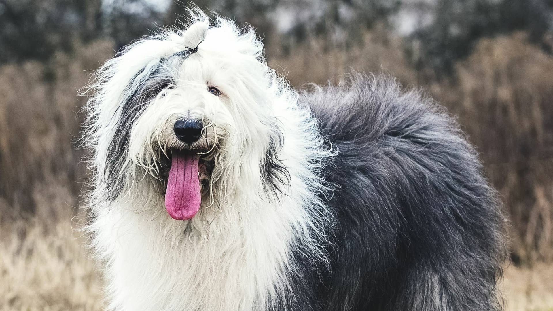Exploring the Old English Sheepdog: From Its Herding Roots to Family ...