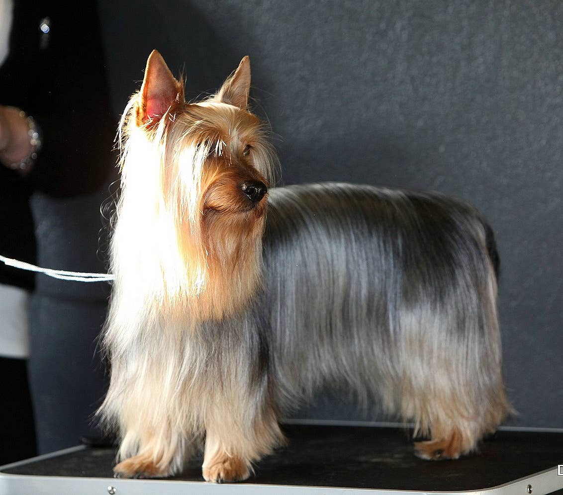 Silky Terrier: The Australian Toy Breed With a Shiny Coat - PetHelpful