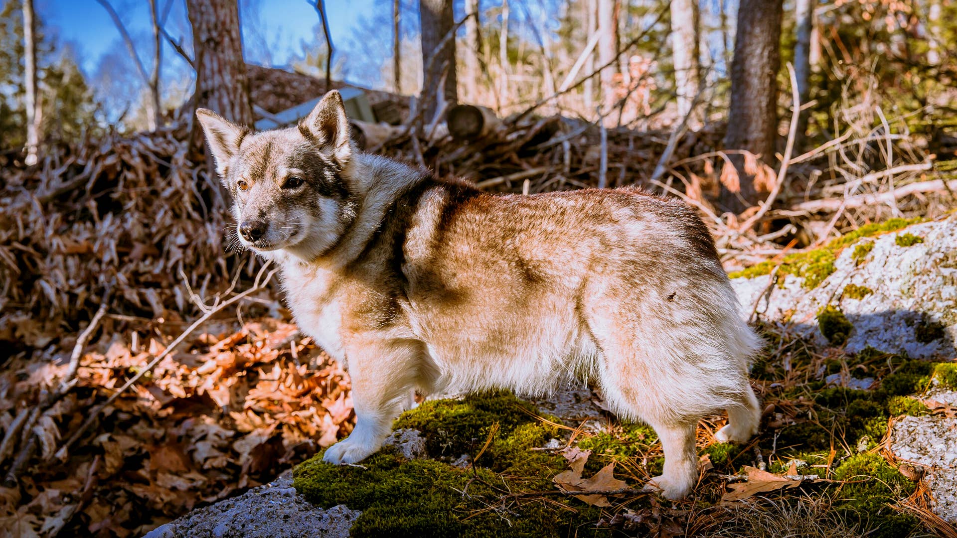 Exploring the Swedish Vallhund: A Comprehensive Guide to the "Little ...