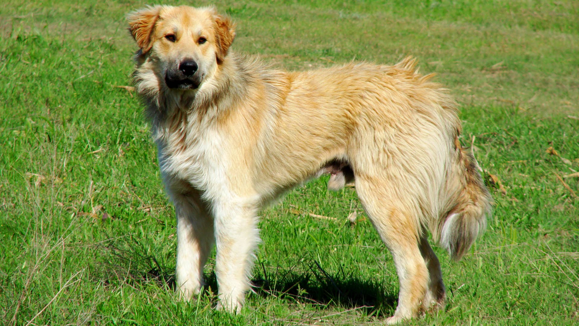 The Dynamic Pyrenean Shepherd: A Comprehensive Overview of the Breed ...