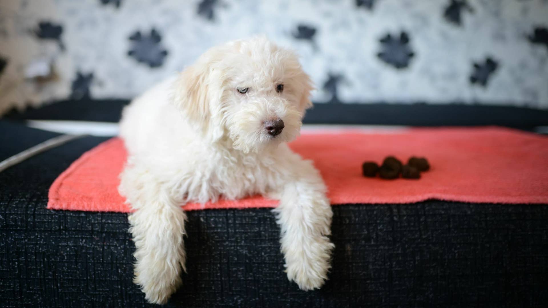 The Ultimate Guide to the Lagotto Romagnolo Dog Breed - PetHelpful