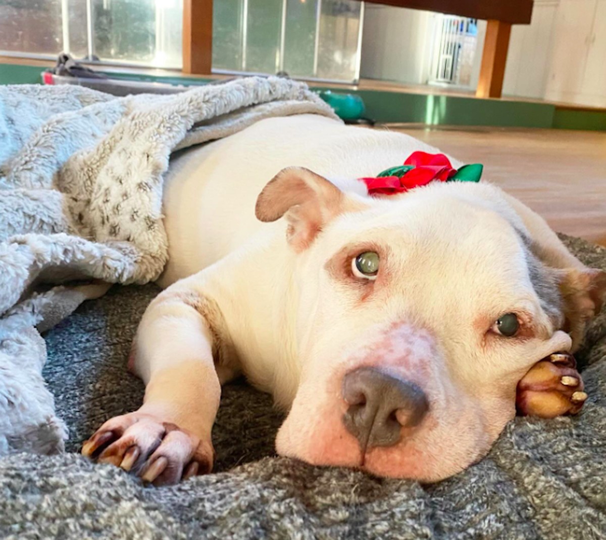 7 Dog Rescues That Are Doing the Most For Senior Pups - PetHelpful