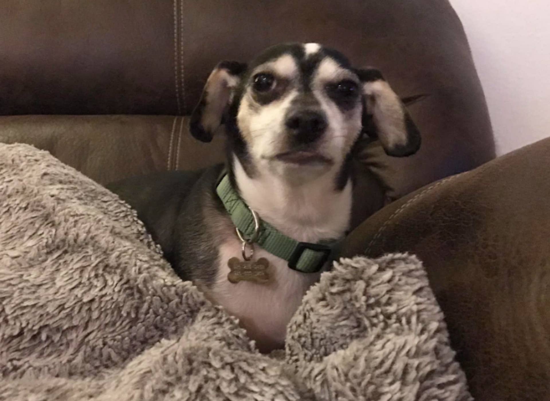 7 Dog Rescues That Are Doing the Most For Senior Pups - PetHelpful