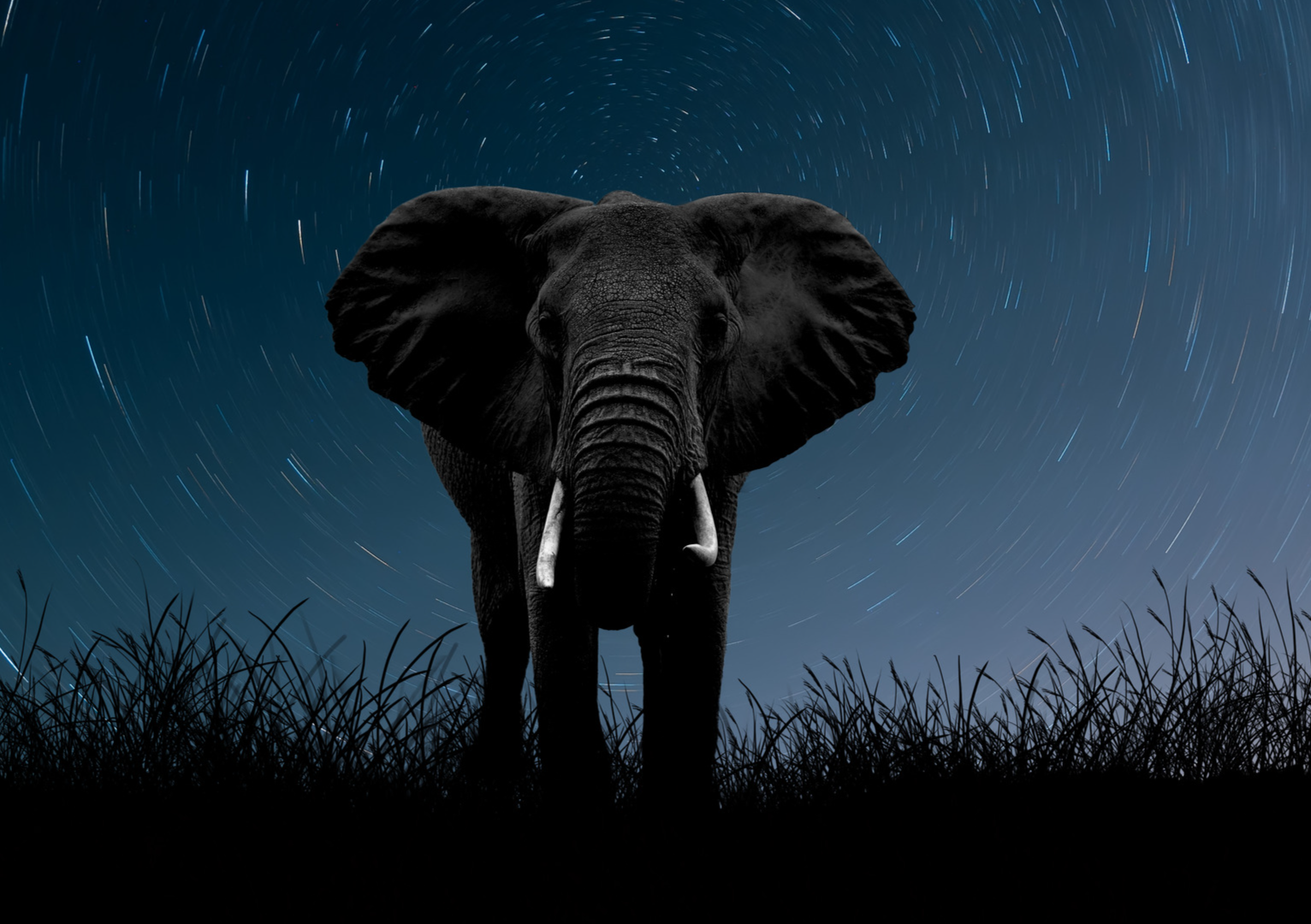 Thermal Imaging Camera Allows Wildlife Photographer to Study Elephants ...